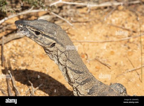 Rosenbergs Monitor Varanus Rosenbergi Seen West Of Ravensthorpe In Western Australia Stock