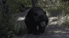 Angry Bear S Tenor