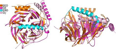 Structural Basis Of Ezh2 Recognition By Eed Structure