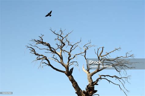 안탈리아 올림포스 고대 도시 시랄리 해변 근처의 말린 소나무 0명에 대한 스톡 사진 및 기타 이미지 0명 경관 고사임목