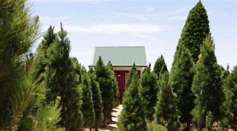 The Best Christmas Tree Farms In Adelaide Sitchu