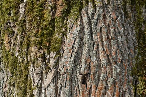 이끼로 덮인 오래 된 나무의 껍질을 질감과 배경으로 가까이 0명에 대한 스톡 사진 및 기타 이미지 0명 갈색 거친 Istock