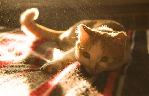 Premium Photo Cute Orange And White Cat Close Up Lying In Sunlight