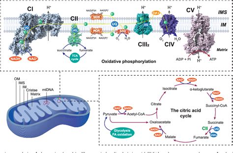 Figure 1 From The Biogenesis And Regulation Of The Plant Oxidative
