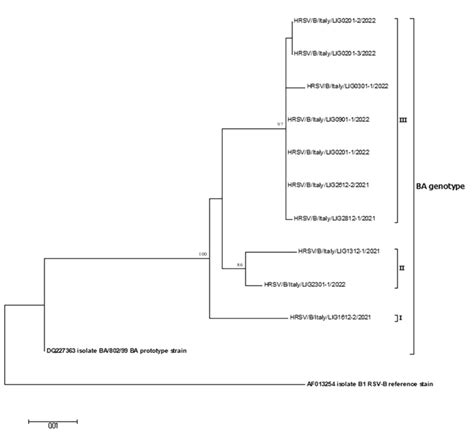 Phylogenetic Tree Based On The Partial G Gene Sequences Of Rsv B