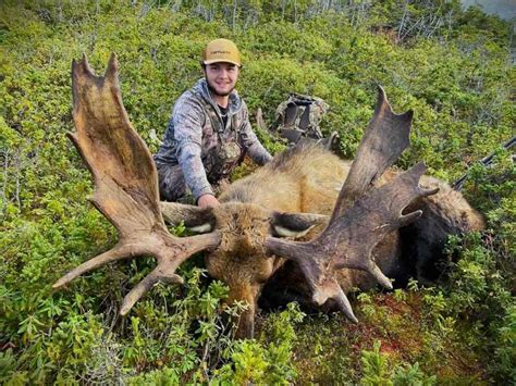 Fly In Newfoundland Moose Hunts Canada