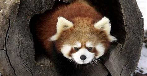 Grumpy Cat Meet Grumpy Red Panda Imgur