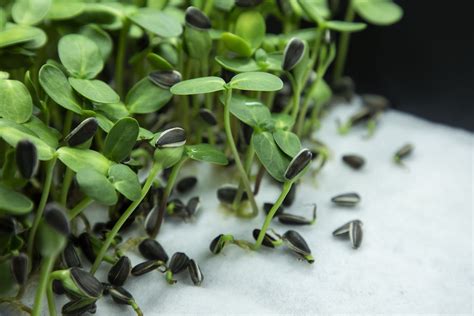 Microgreen Pathogen Susceptibility Dependent On Plant Variety Growing Media