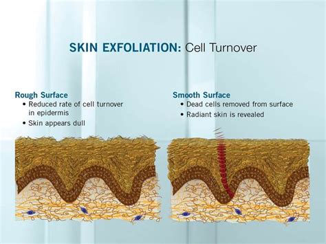 Skin Essential Fact 3 Skin Cell Turnover Naturally Slows With Age You