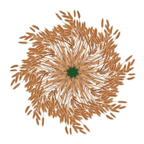 Grasses Isolated Mandela Brown Nature Crops Vector Brown Nature
