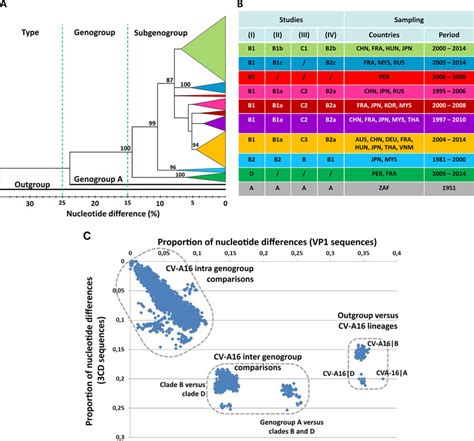 Cv A16 Genetic Diversity Assessed With The Vp1 Gene Sequences A