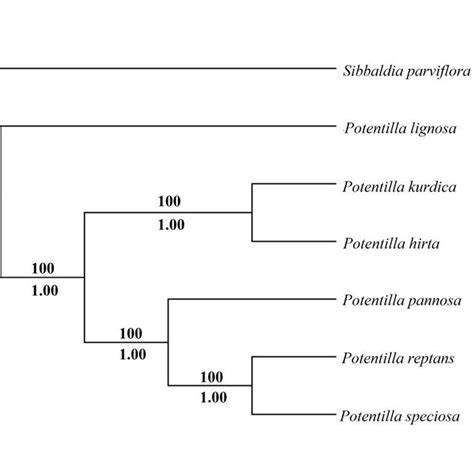 Strict Consensus Tree Of Most Parsimonious Tree Resulting From