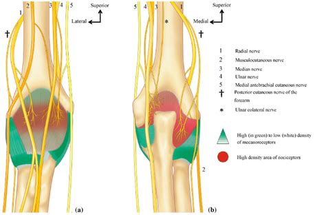 Elbow Joint