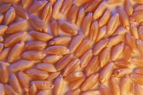 MacAulay Not Saying If Hell Fix U S Wheat Grading Irritant Manitoba Co Operator