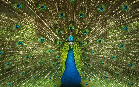 Large Print Peacock Wall Art Peacock Art Canvas Bird Poster Etsy