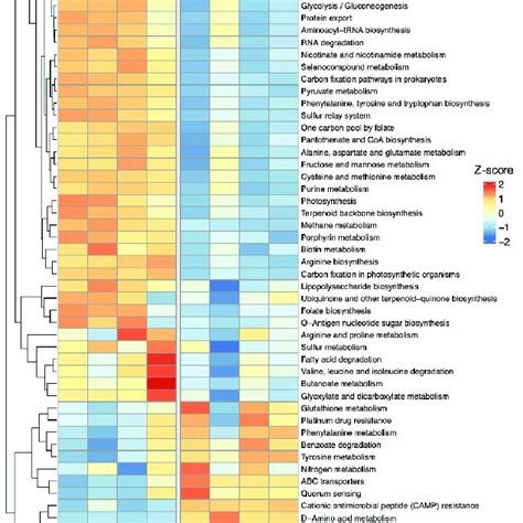 Functional Prediction Of Bacterial Communities Of Duckweeds Predicted