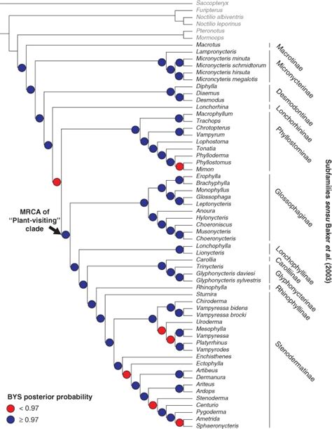 Maximum Likelihood Ml Tree Resulting From Analysis Of 5434 Molecular
