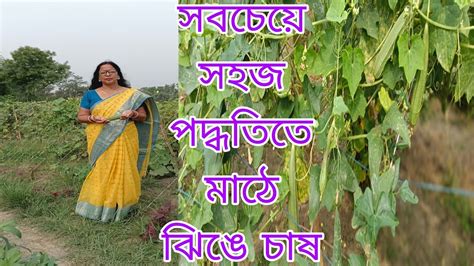 সবচেয়ে সহজ পদ্ধতিতে মাঠে ঝিঙে চাষ Youtube