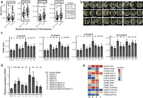 华南农业大学与华大生命科学研究院合作利用多组学技术揭示中药材广陈皮道地性形成机制 知乎