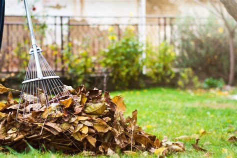 What Does ‘deciduous Mean Why Some Plants Lose Their Leaves For Some