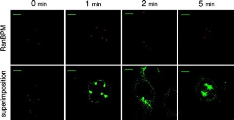 Ectopic Microtubule Nucleation In COS Cells Transfected With RanBPM Download Scientific Diagram