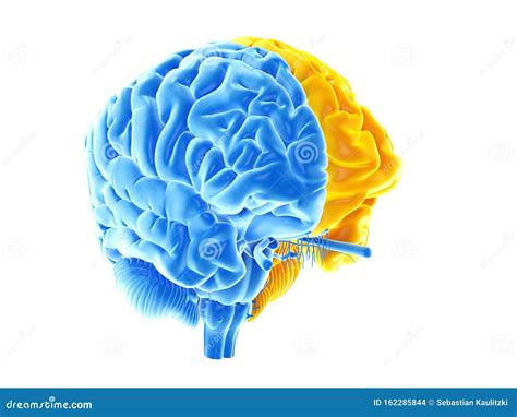 The Two Brain Hemispheres Stock Illustration 162285844
