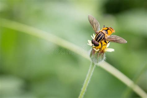 Hover Fly Diptera Syrphidae Finding Nectar In Flowers Stock Image