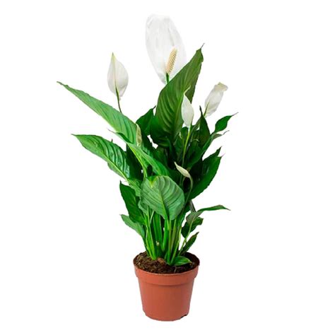 Spathiphyllum Com Flor Oba Hortifruti