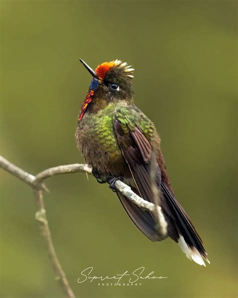 Exploring Latin Americas Avian Wonders Through Supreet Sahoos Lens — Visualflood Magazine