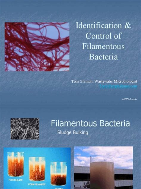 Identification And Control Of Filamentous Bacteria Pdf Bacteria