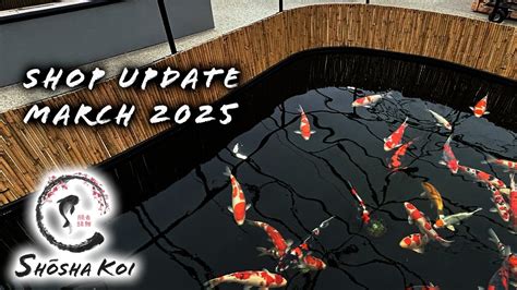 Shosha Koi Shop Update March 2025 Youtube