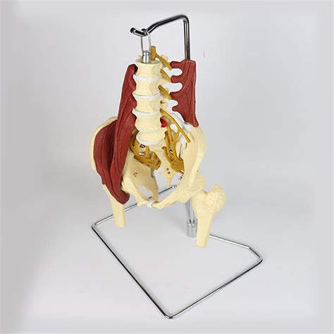 Buy UIGJIOG Lumbar Spine Model Human Organ Model Adult Life Size Female