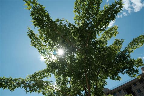 Hoarfrost Inspired Technique To Improve Mppt In Pv Systems Under Partial Shading Pv Magazine