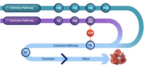 Tfpi Information Info For Hcps
