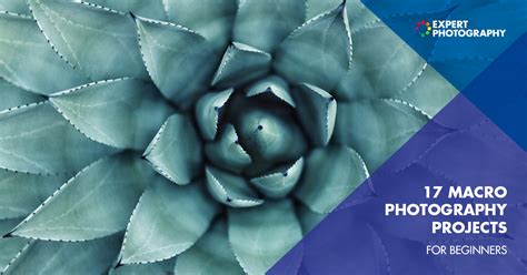 21 Awesome Macro Photography Ideas You Should Try Today Succulents