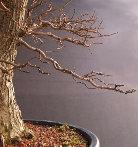 Developing Deciduous Bonsai Branch Structures