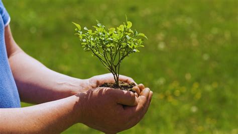 Cómo Ayudar En La Preservación Del Medio Ambiente Alayca