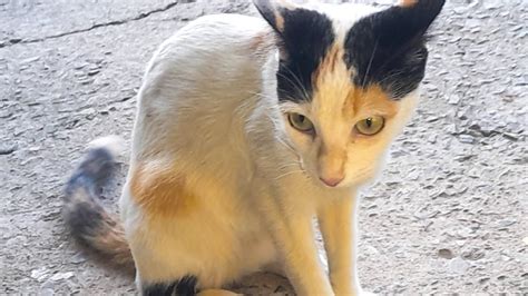 Minha Gatinha Chiquita 😍🐱 Youtube