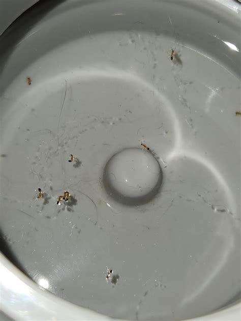 Are These Pharaoh Ants Rwhatsthisbug