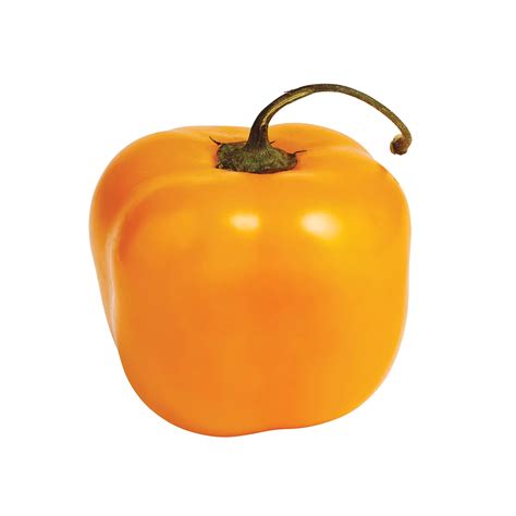 Manzano Chili Peppers Rocoto Pepper Guide Heat Flavor Uses Julal