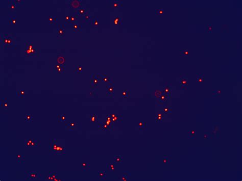 How To Get Single Cell Nucleus Suspension From Nuclei Extraction