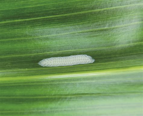 Know Your Pests Chilo Borer