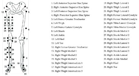 The Reflective Marker Set For The Point Cluster Technique Download Scientific Diagram