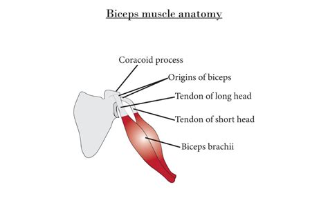 Treating Biceps Tendonitis In Manchester Burnley Mymsk