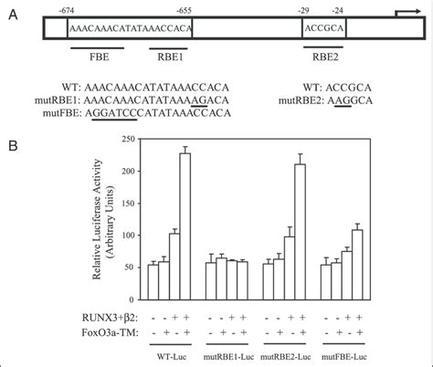 Activation Of The Bim Promoter By Interaction Between Runx3 And Foxo3a