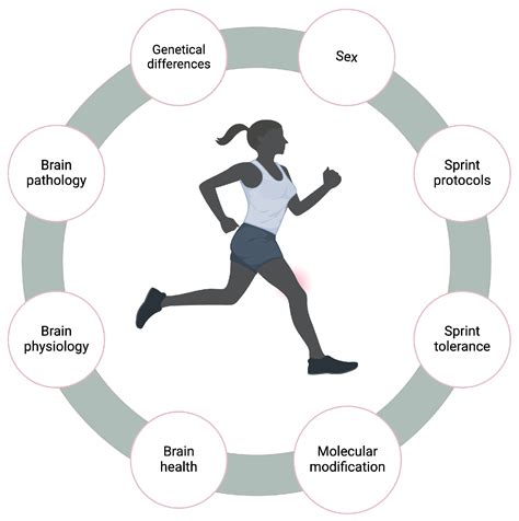 Sprint Interval Training Improves Brain Derived Neurotropic Factor Induced Benefits In Brain