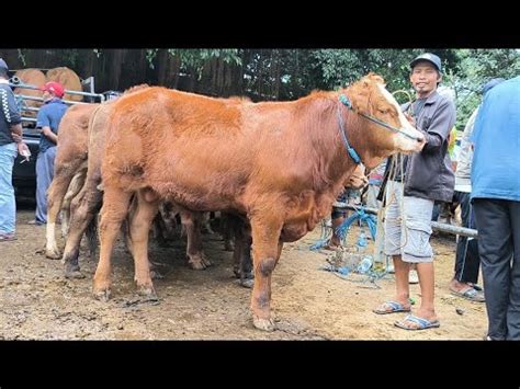Bikin Ngiler Limousin Cross Super Calon 1 TON Pasar Tuban YouTube