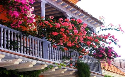 Trồng Hàng Rào Hoa Giấy đẹp Say ĐẮm Cho Không Gian Sống