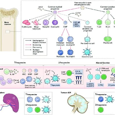 Epigenetic Inhibitors In Immunotherapy These Inhibitors Are Able To