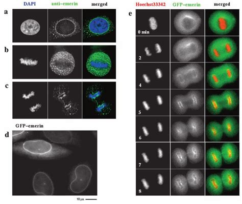 Intracellular Localization Of Emerin In Hela Cells A C Emerin